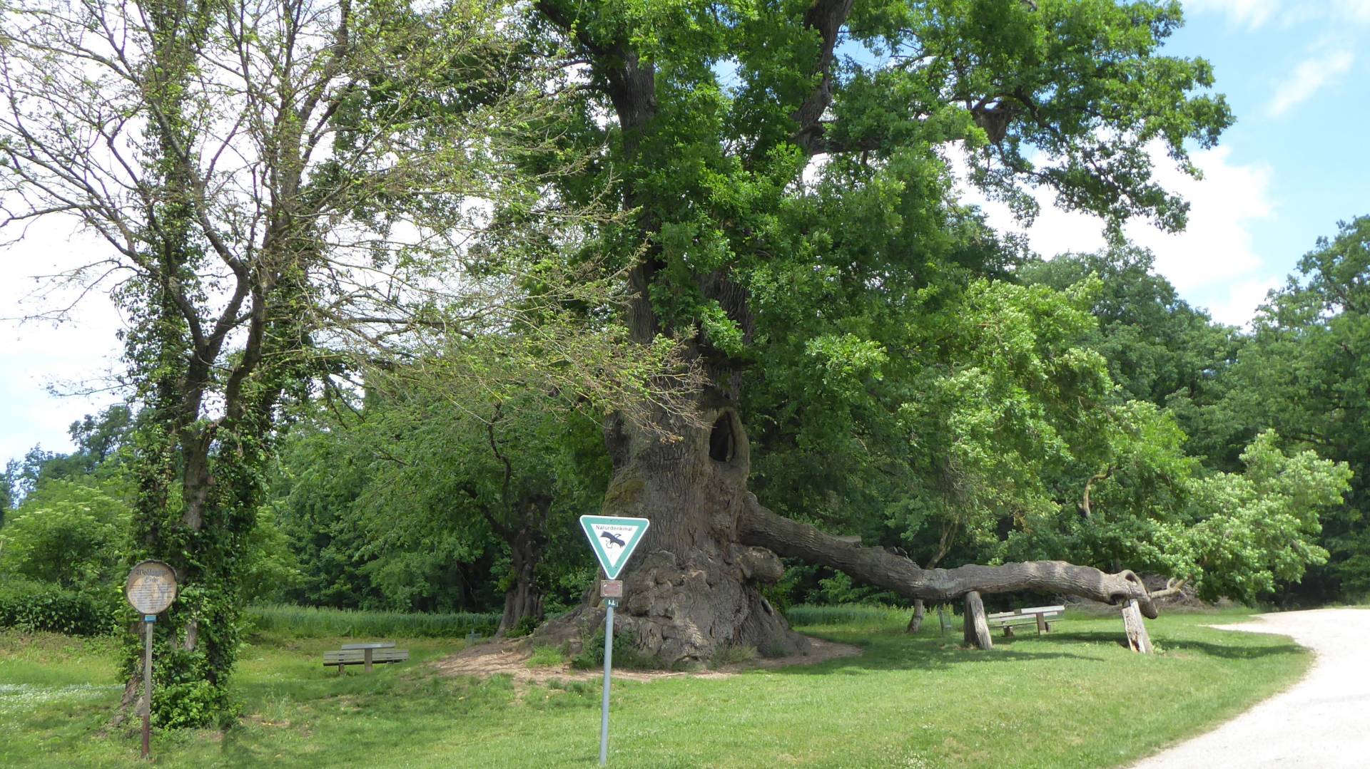 Bucher Linde und Wolfgangseiche: Wanderziele mit Pilger Rudi Simeth im ...