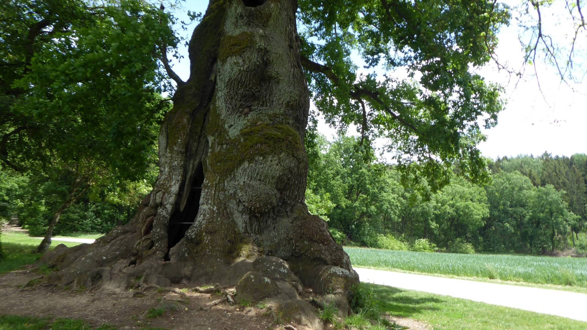 Bucher Linde und Wolfgangseiche: Wanderziele mit Pilger Rudi Simeth im ...